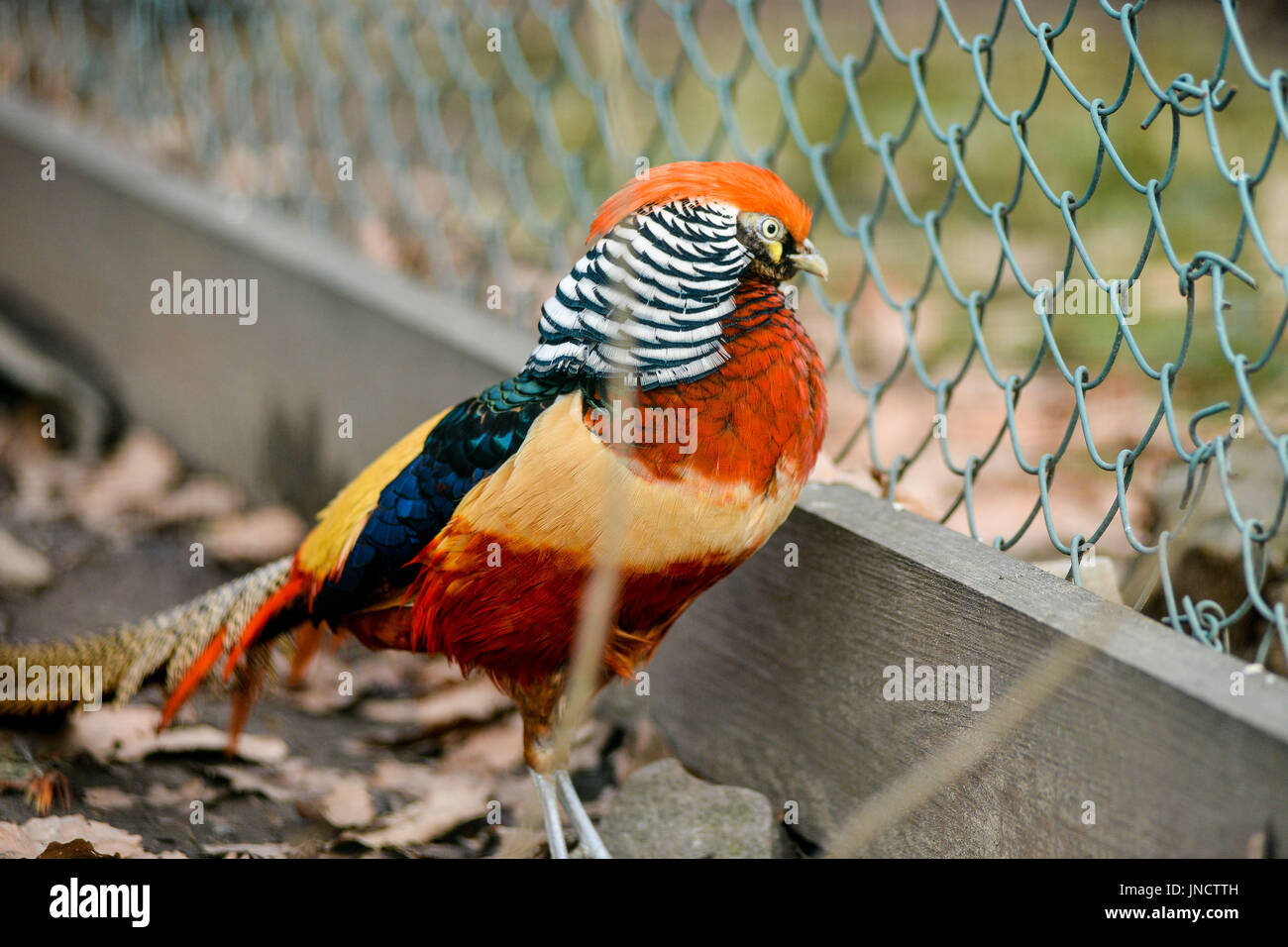 Golden pheasant Banque de photographies et d’images à haute résolution ...