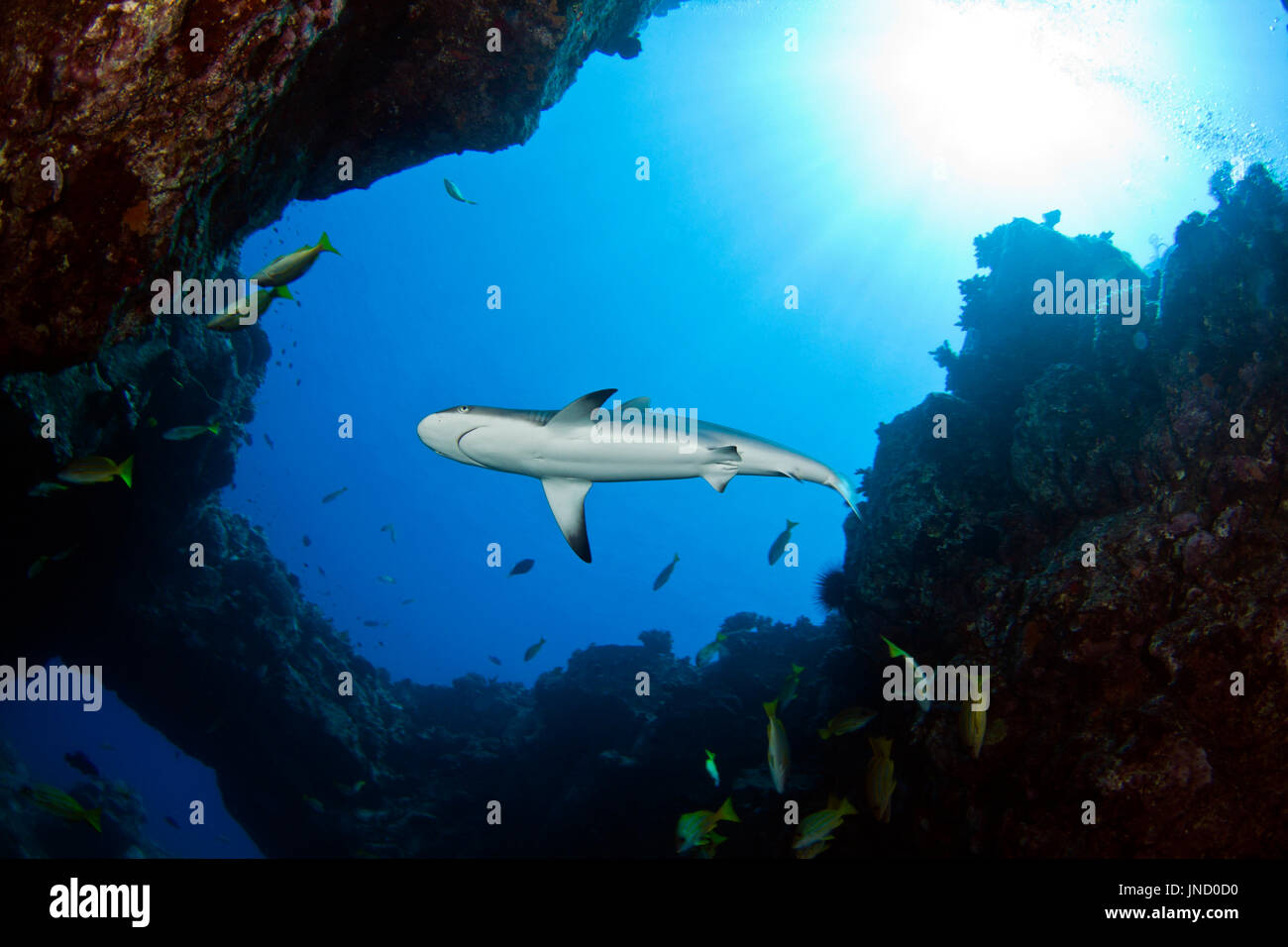 requin gris de récif Photo Stock - Alamy