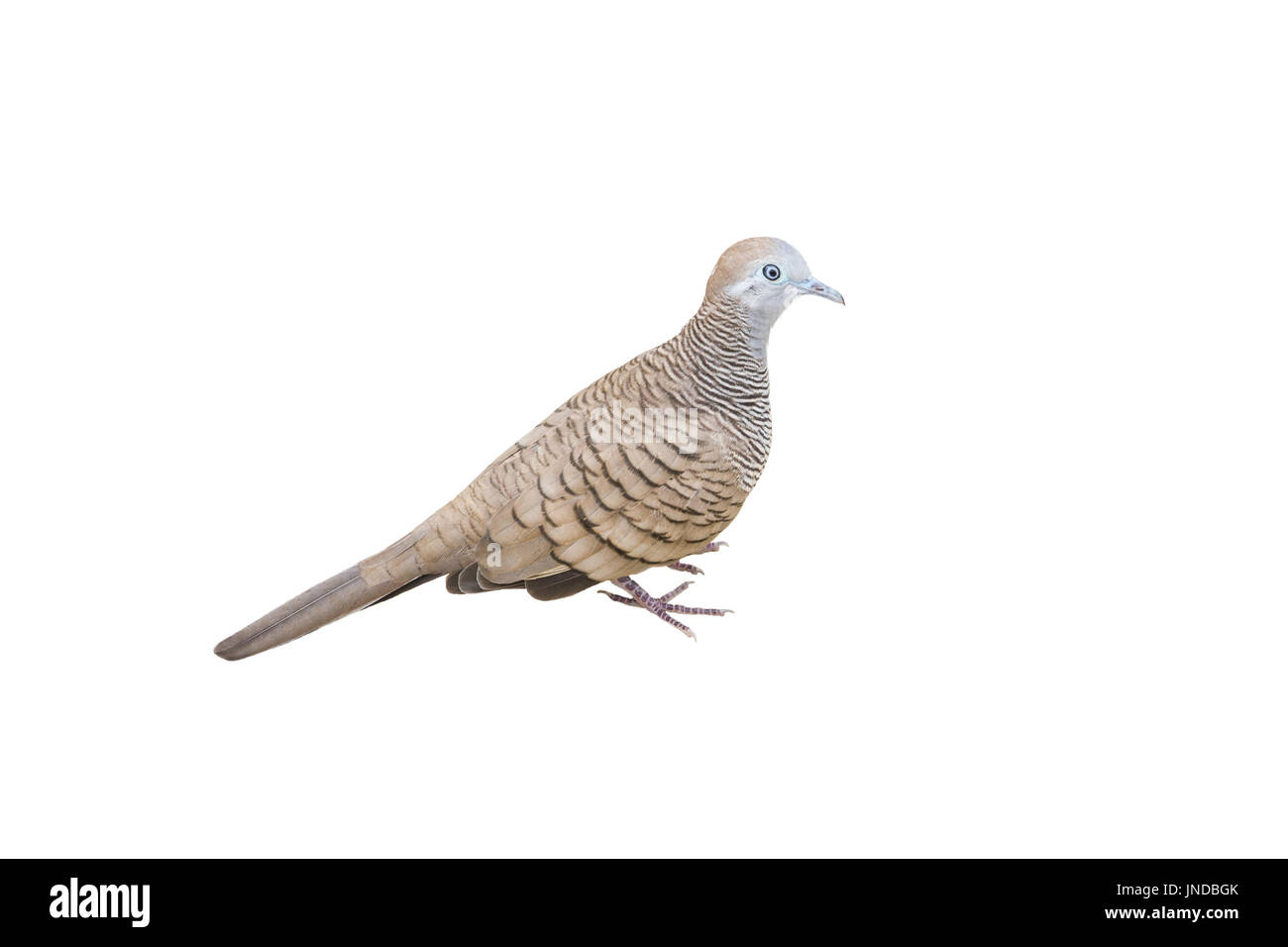 Colombe bleue Banque d'images détourées - Alamy