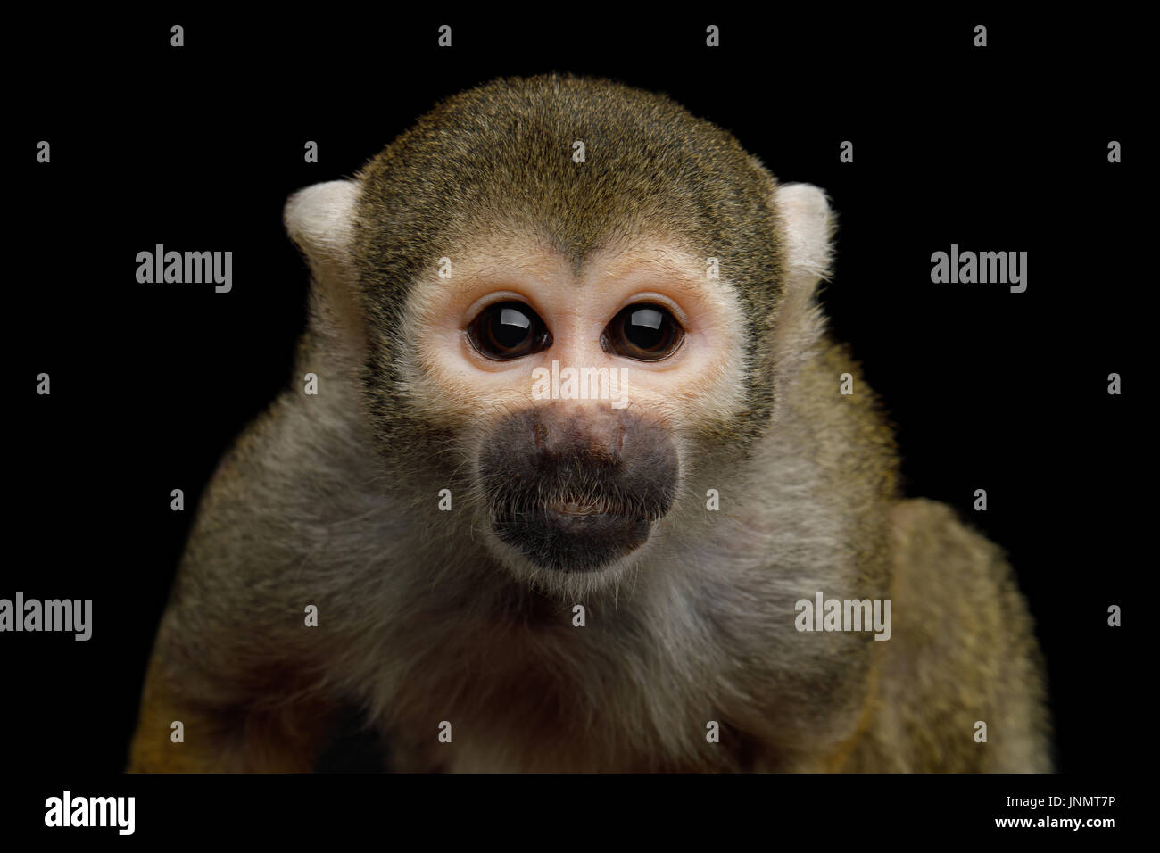 Saimiri jaune Banque de photographies et d’images à haute résolution ...