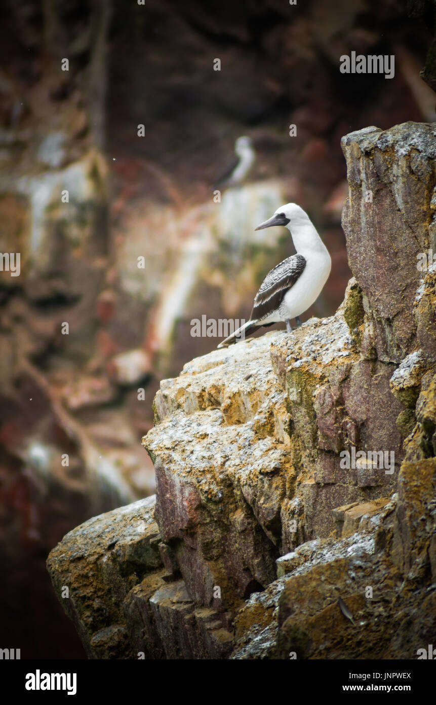 Oiseau poilu Banque de photographies et d’images à haute résolution - Alamy