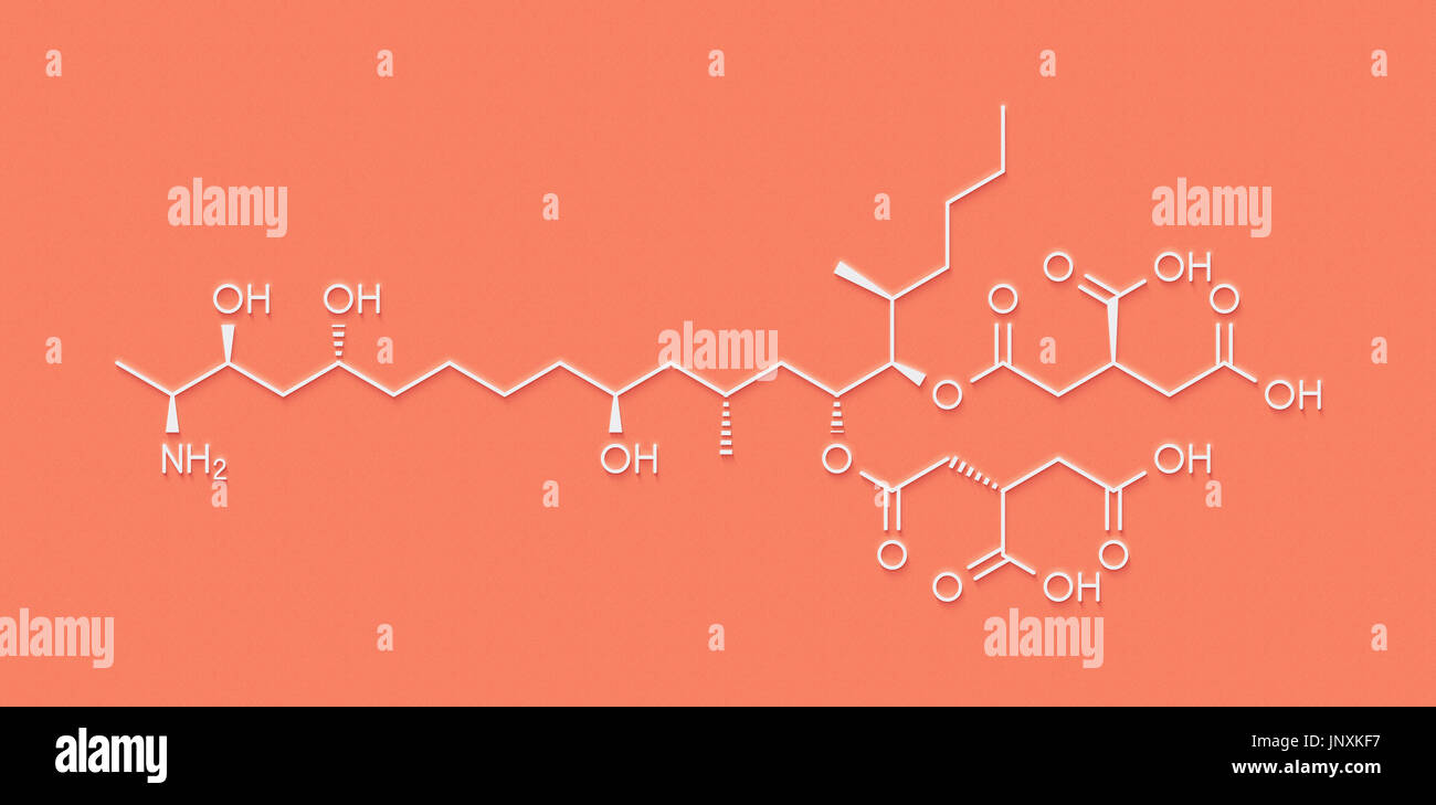 Les Fuminosines Banque d'image et photos - Alamy