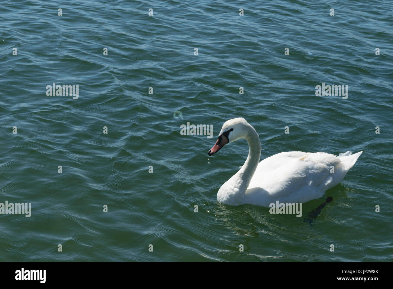 Eau de lac de cygne blanc simple Banque de photographies et d’images à haute résolution - Alamy