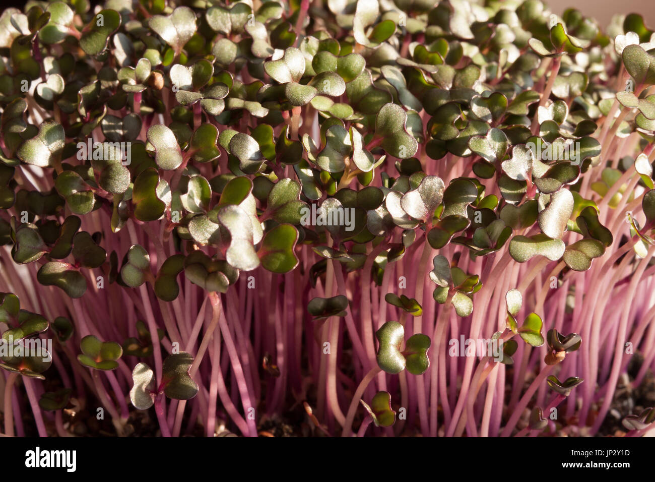 Microgreens de chou Banque de photographies et d’images à haute ...