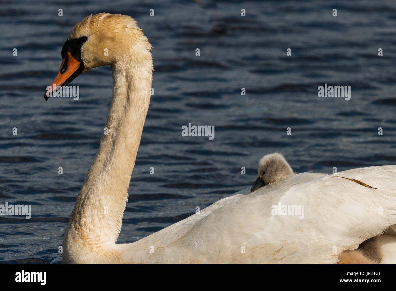 Oiseaux de cygne Banque de photographies et d’images à haute résolution - Alamy