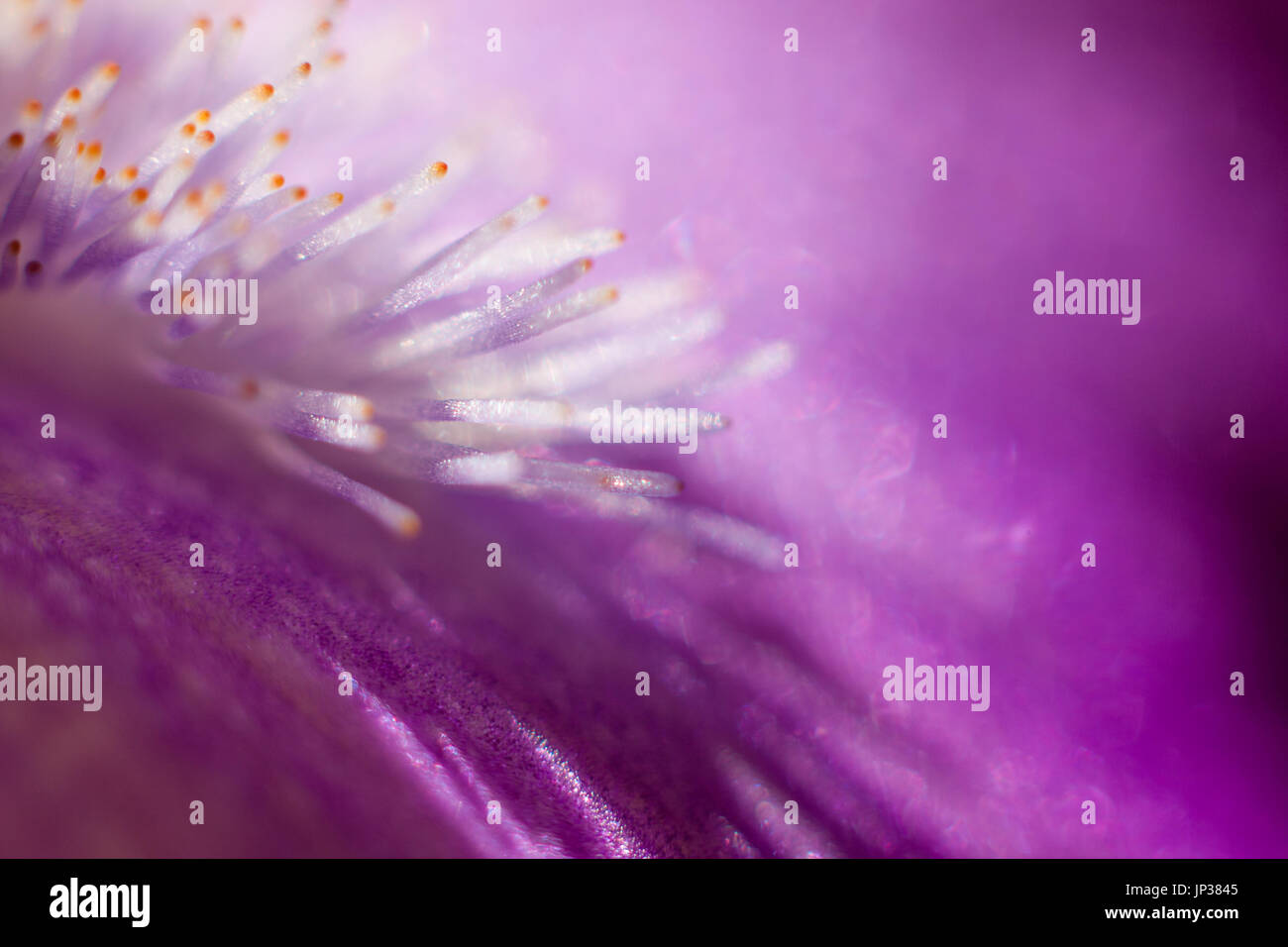 Petal texture Banque de photographies et d’images à haute résolution ...