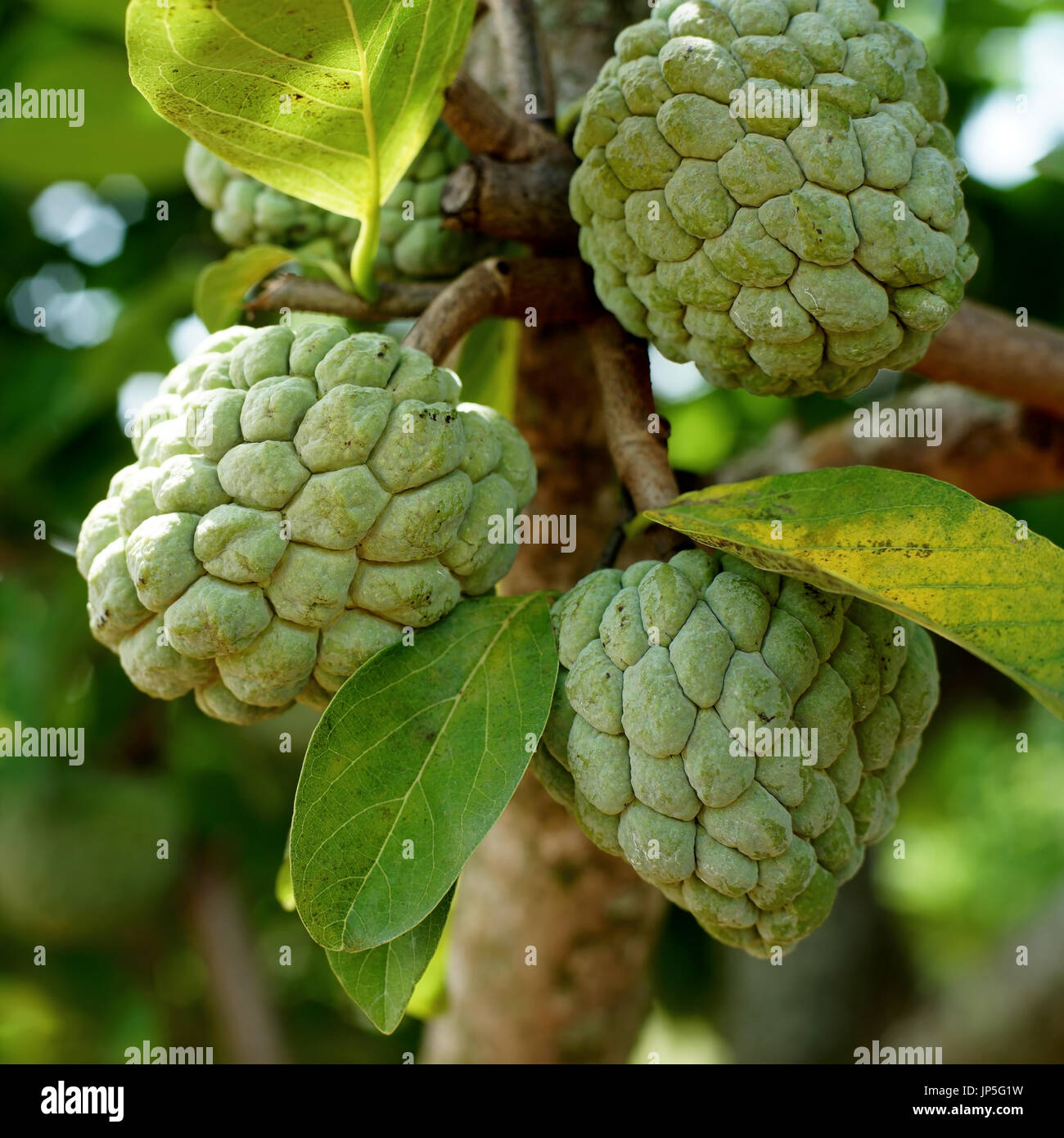 L'anone fruits sur arbre dans ferme bio Photo Stock - Alamy