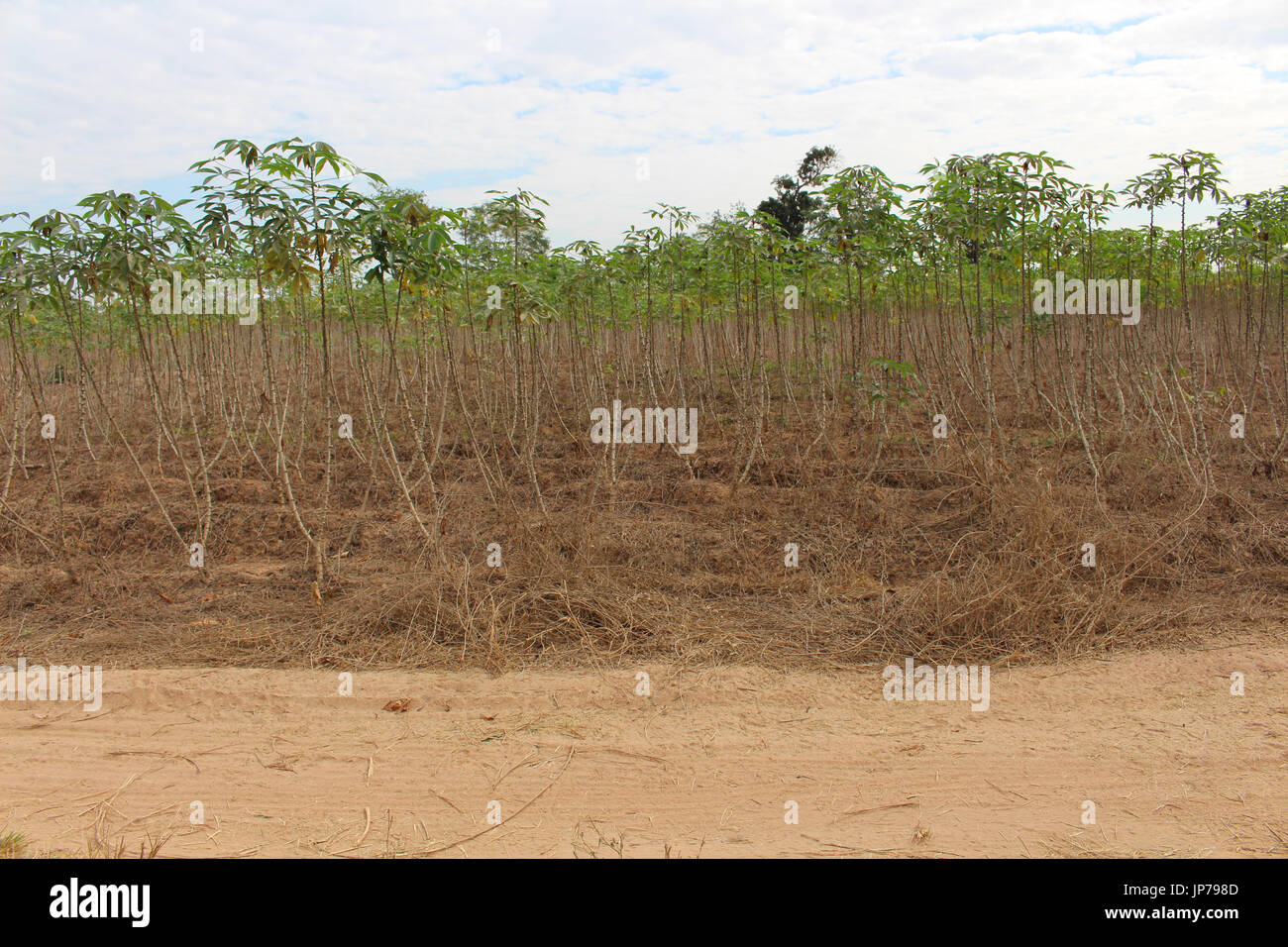 Plantation de manioc Banque de photographies et d’images à haute ...