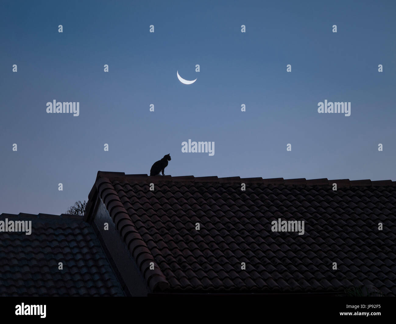 Chat sur un toit Banque de photographies et d’images à haute résolution ...