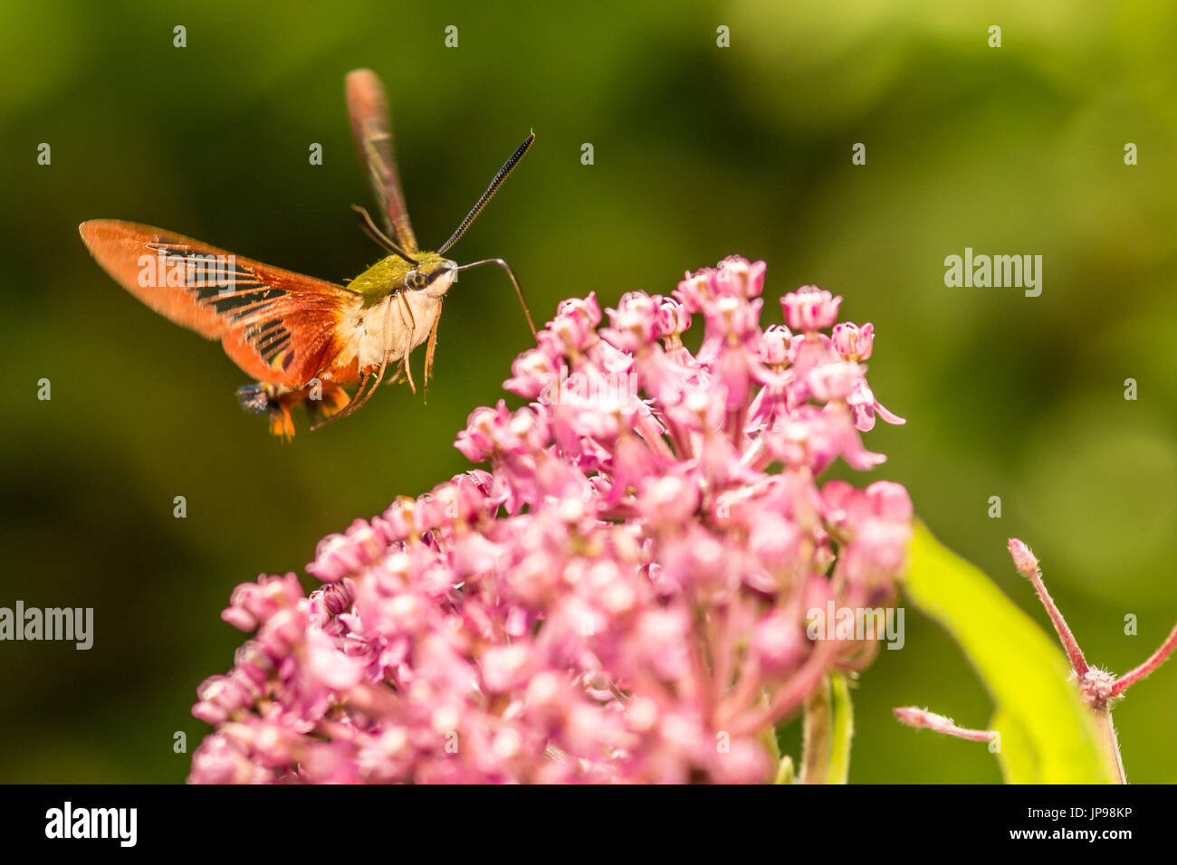 Colibri clearwing moth alimentation Banque de photographies et d’images ...