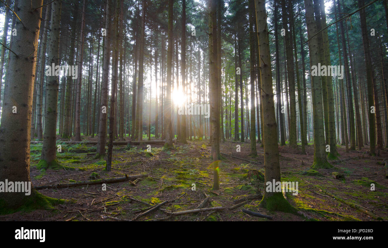 Rayons de soleil dans la forêt Banque de photographies et d’images à ...