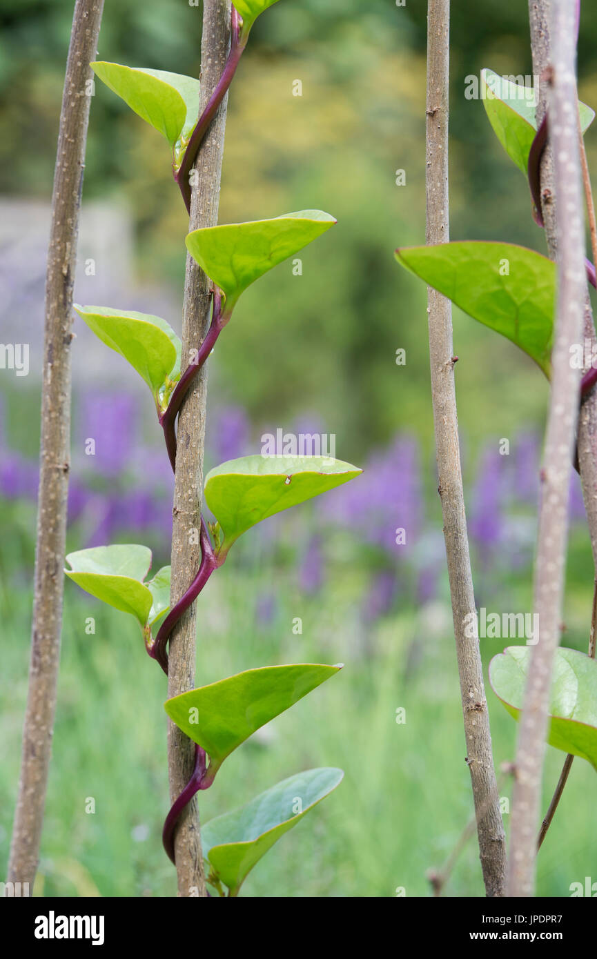 Basella alba 'Rubra'. Malabar rouge / Épinard Épinard de Ceylan ...