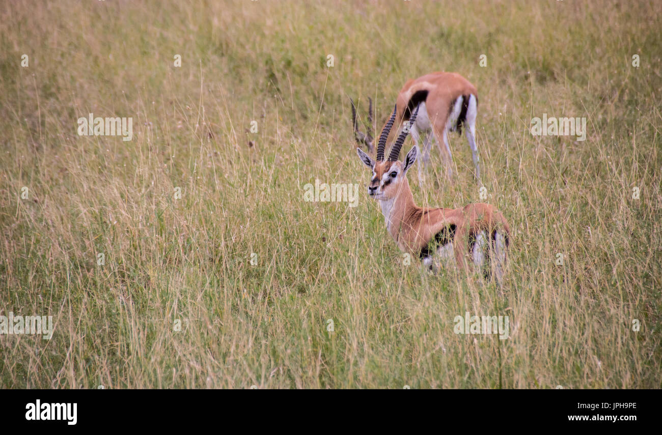 Couple de gazelle Banque de photographies et d’images à haute ...