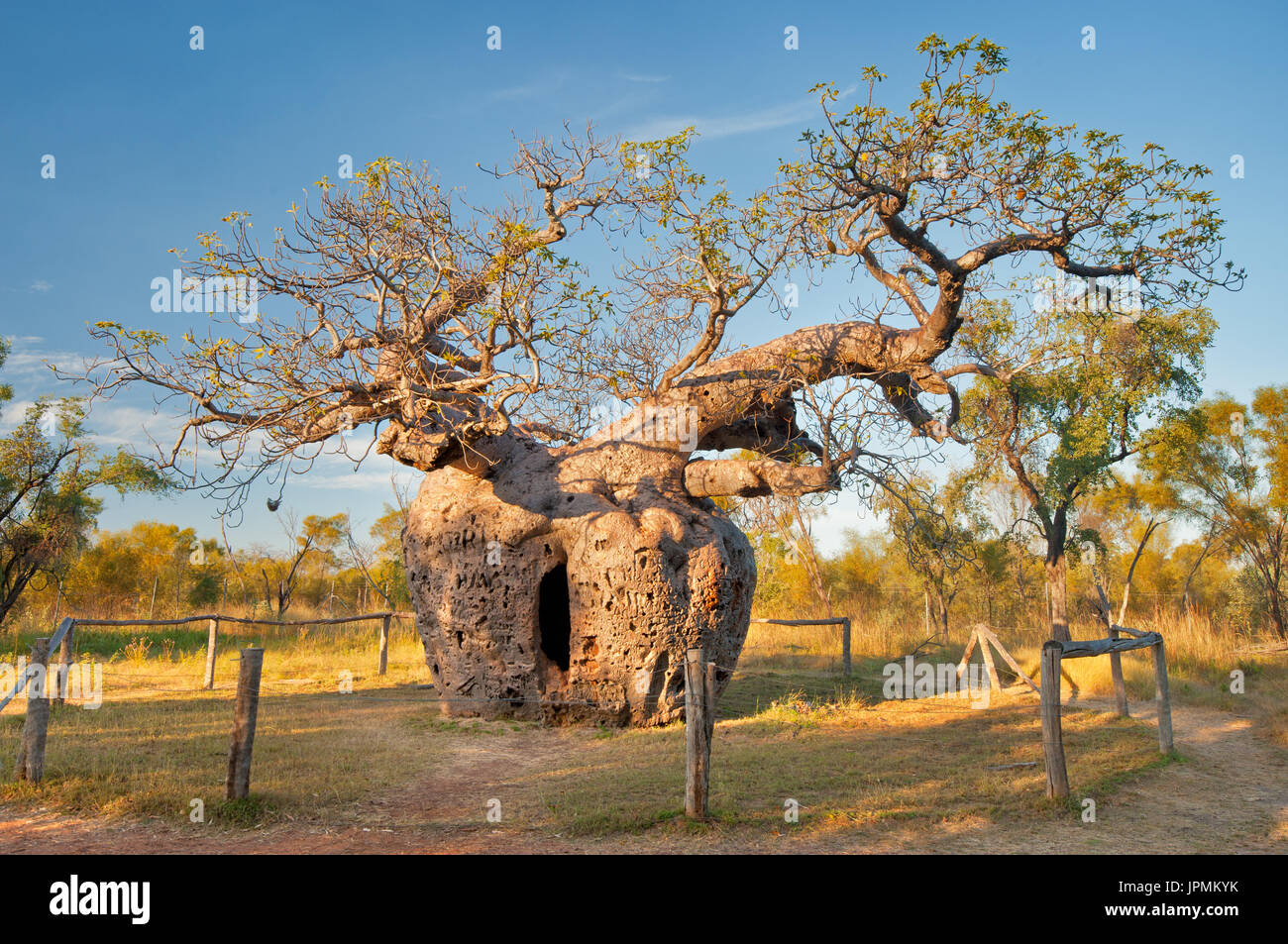 Arbre de prison Banque de photographies et d’images à haute résolution ...