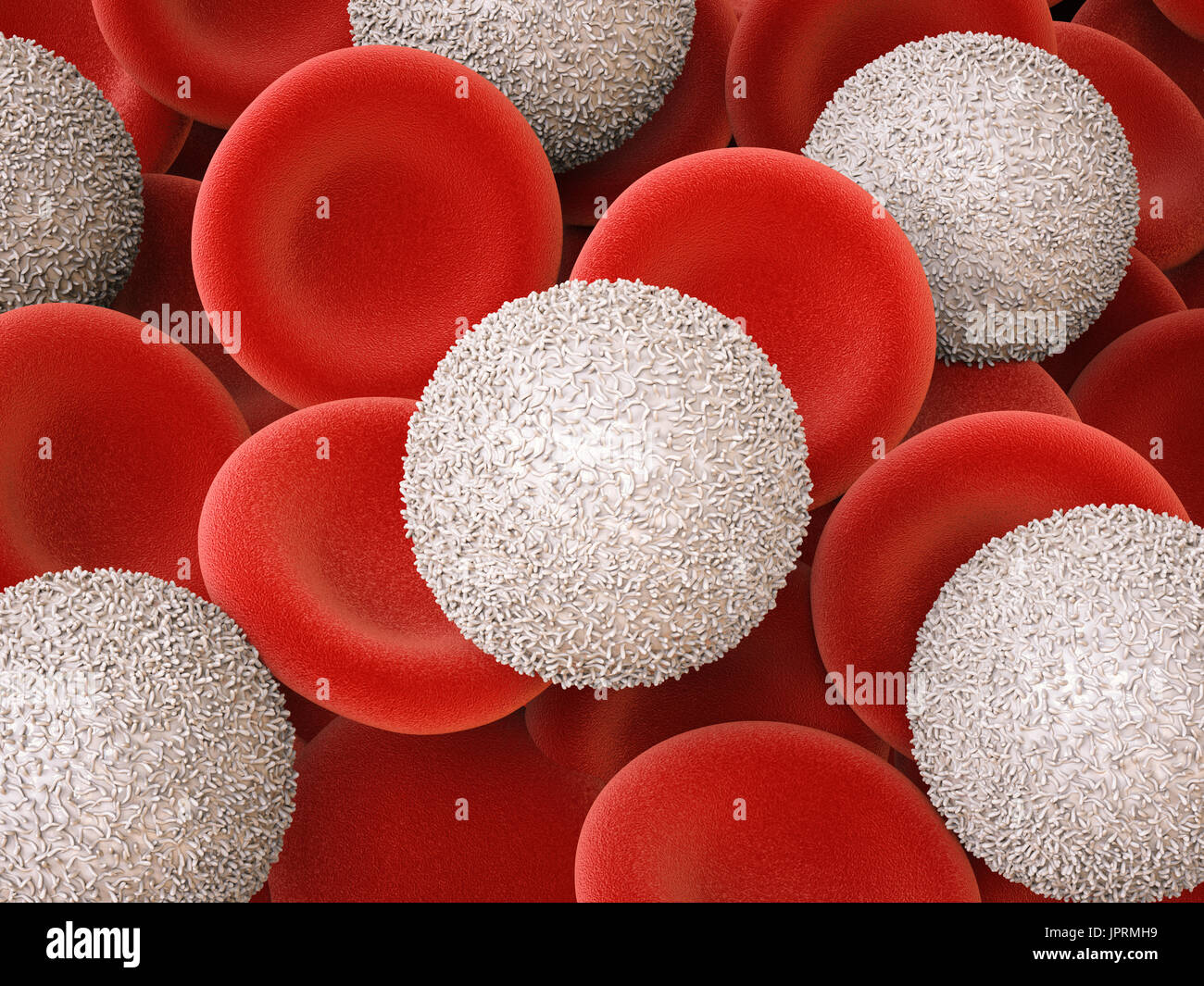 Le rendu 3D de cellules de sang blanches avec les globules rouges Photo ...
