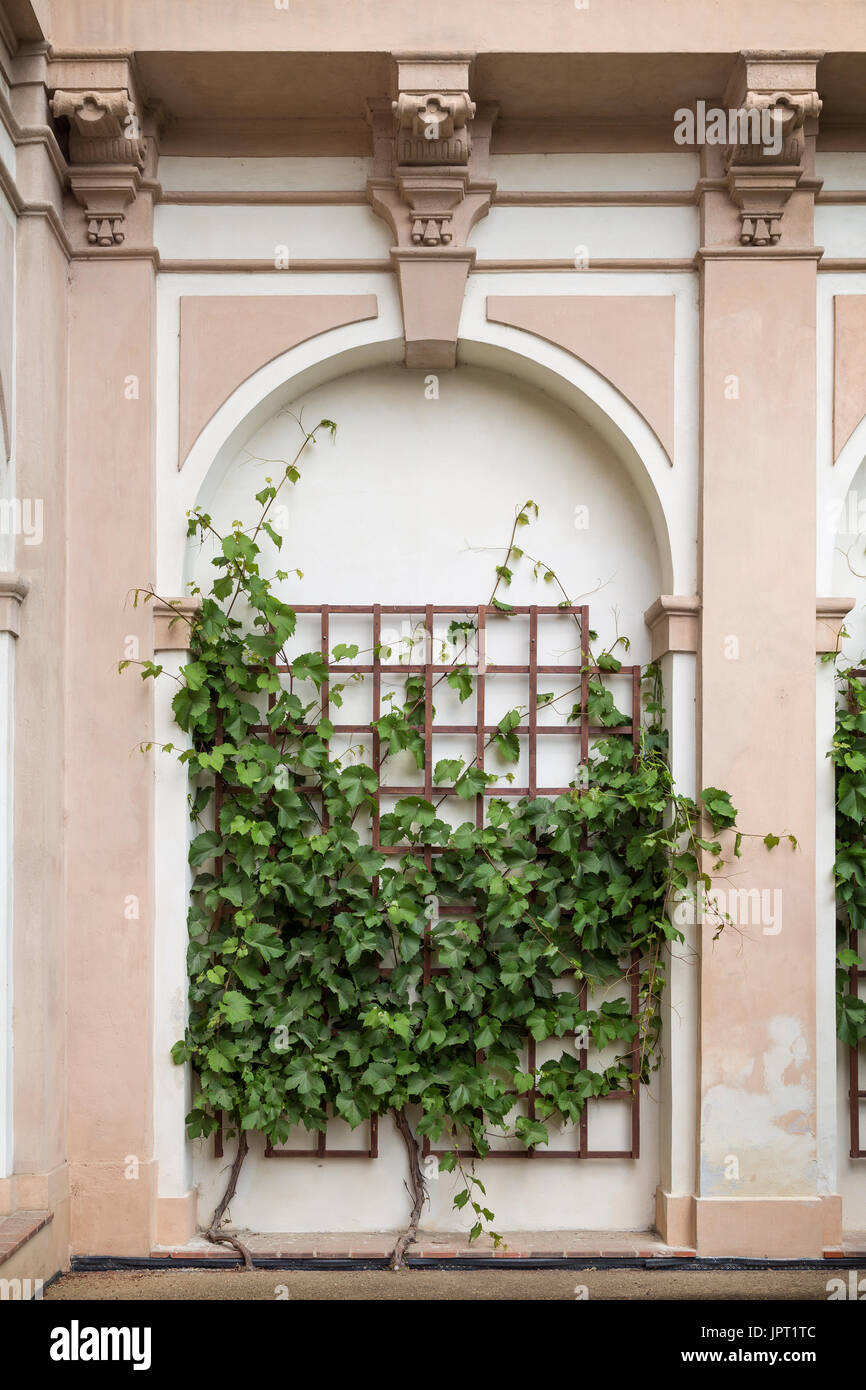 Vigne grimpante Banque de photographies et d’images à haute résolution ...