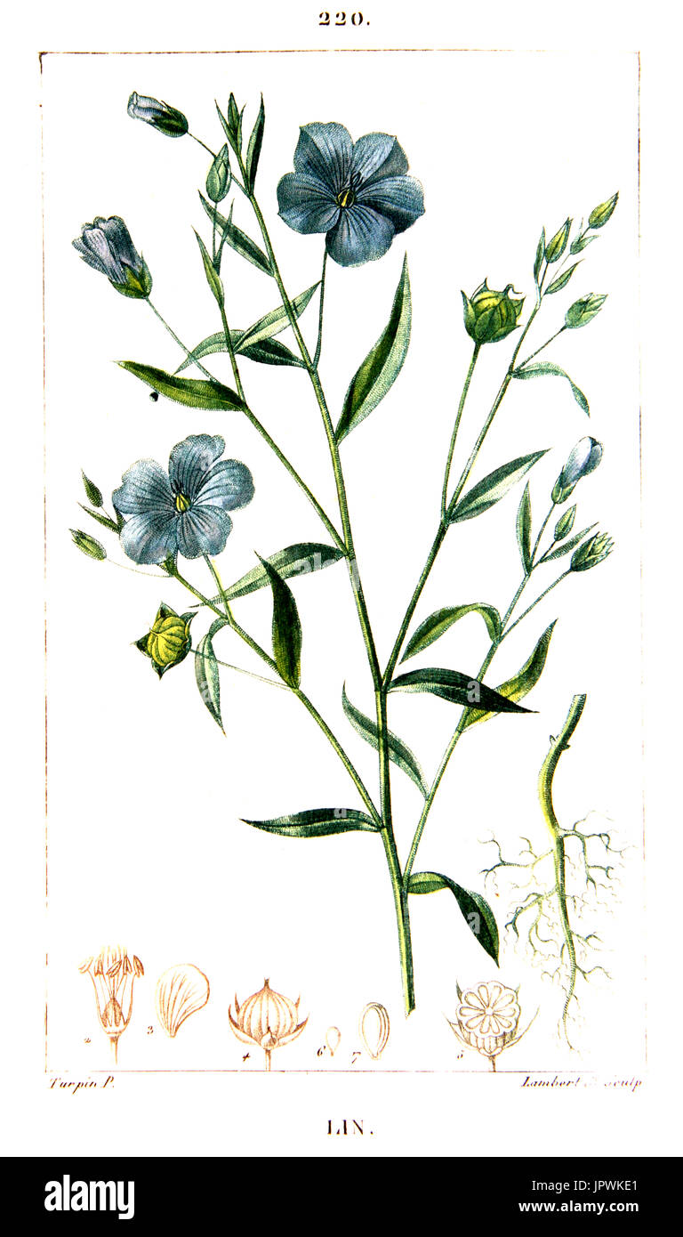 Dessin botanique Banque de photographies et d’images à haute résolution ...