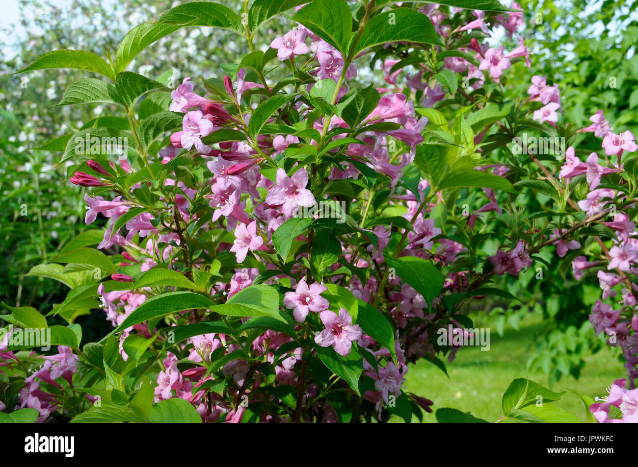 Weigela floribunda Banque de photographies et d’images à haute ...