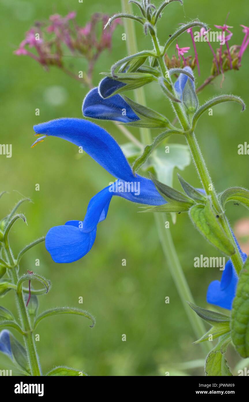 Fleur de sauge de jardin Banque de photographies et d’images à haute ...