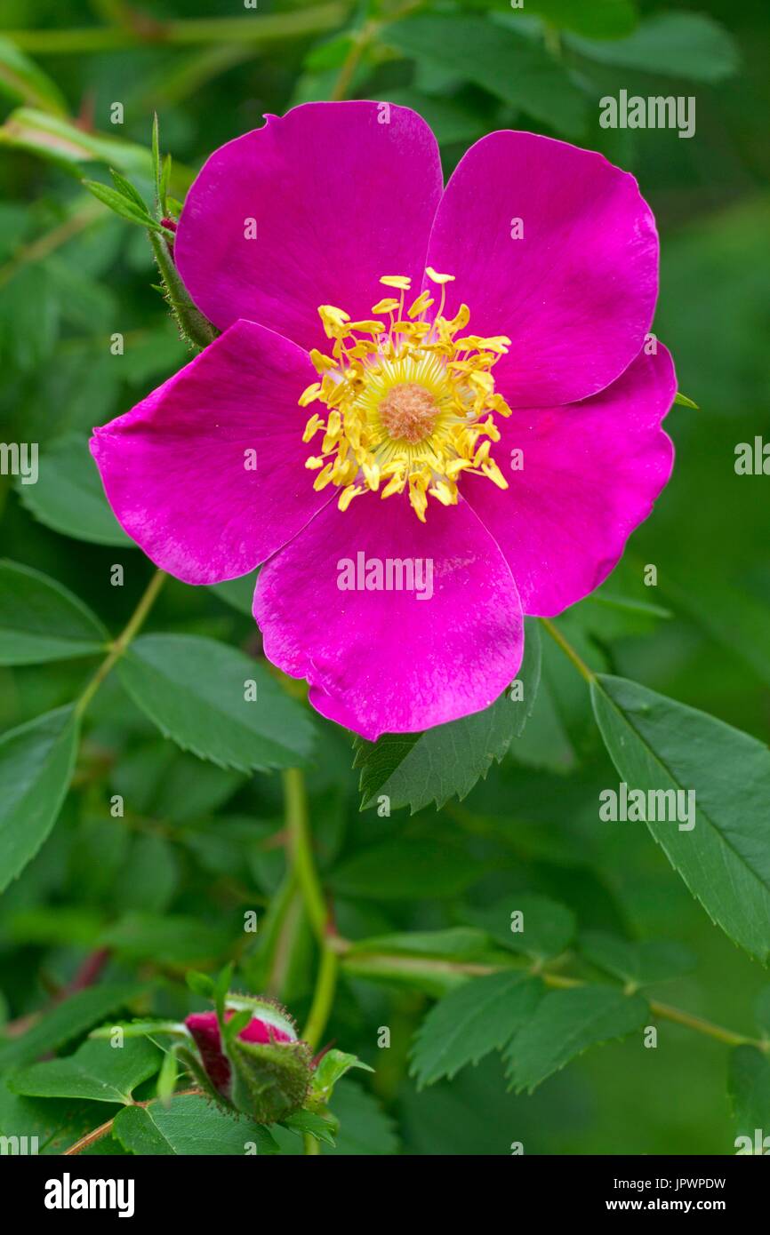 Rosa virginiana Banque de photographies et d’images à haute résolution ...