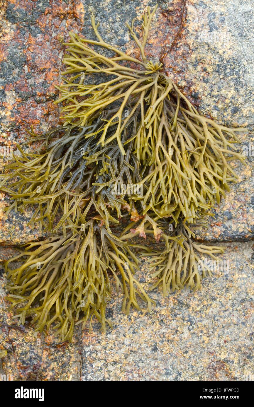 Pelvetia pelvetia canaliculata Banque de photographies et d’images à ...