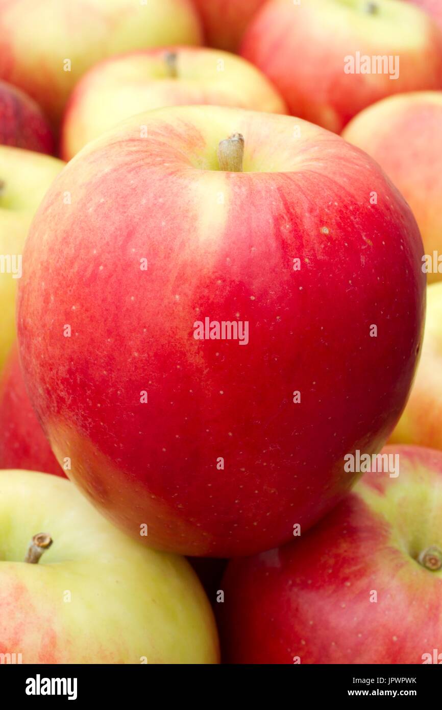 Pomme scifresh Banque de photographies et d’images à haute résolution ...