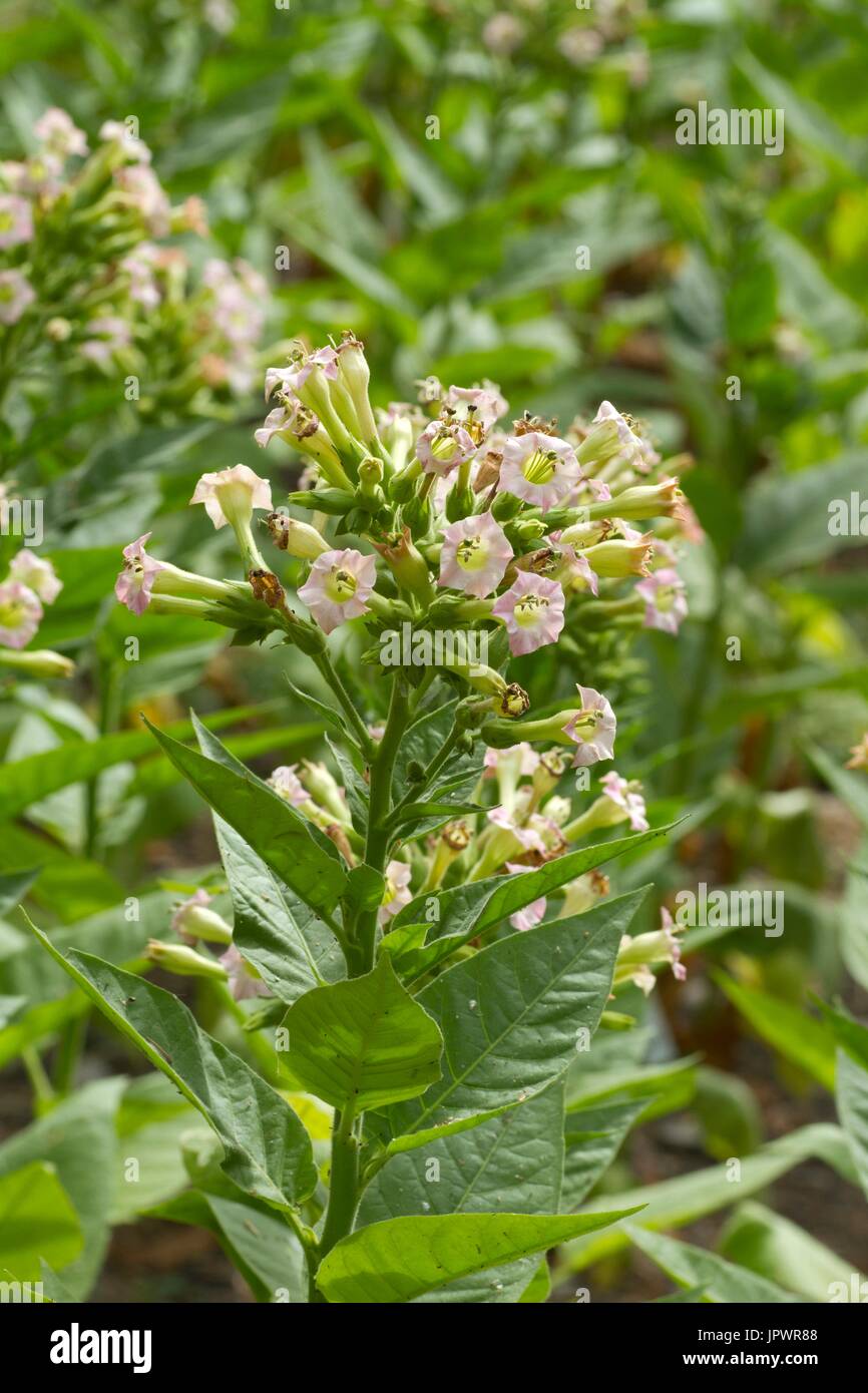 Flowering tobacco nicotiana sp Banque de photographies et d’images à ...