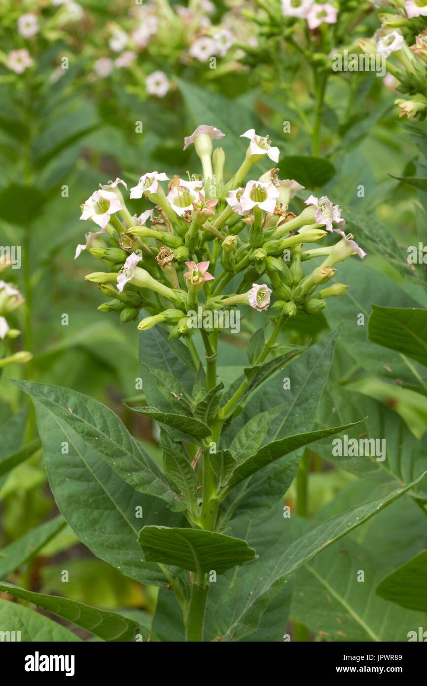 Flowering tobacco nicotiana sp Banque de photographies et d’images à ...