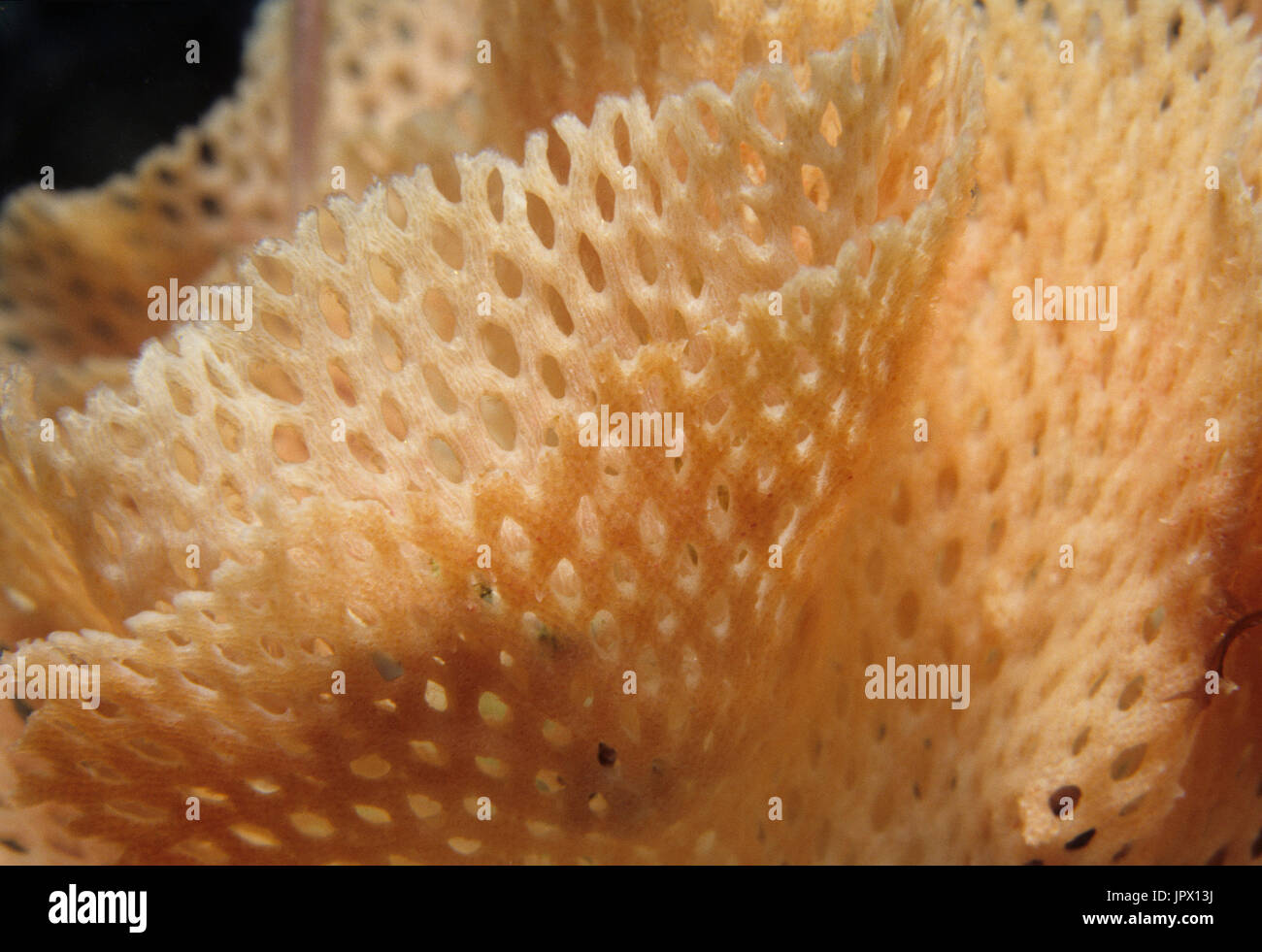 Dentelle De Neptunes Banque d'image et photos - Alamy