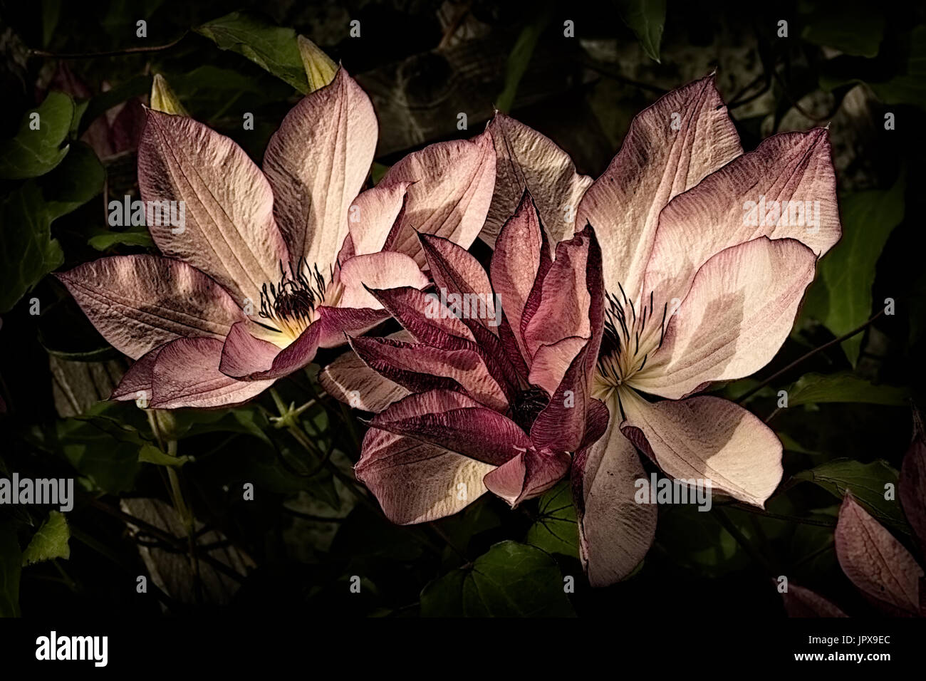 Omoshiro Banque de photographies et d’images à haute résolution - Alamy