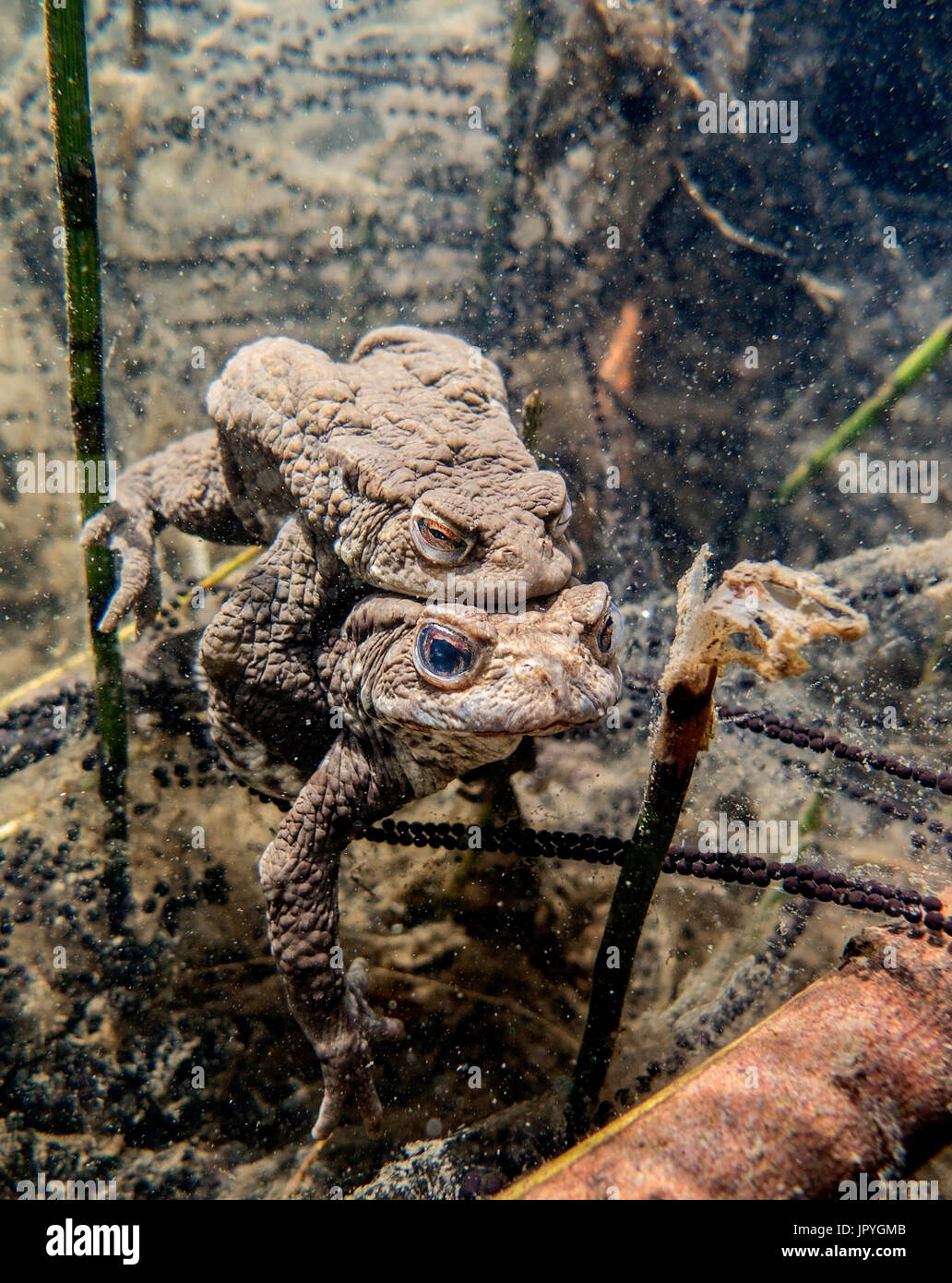 Female toads Banque de photographies et d’images à haute résolution - Alamy