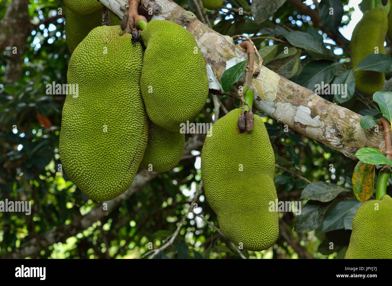 Plante amazonienne Banque de photographies et d’images à haute ...