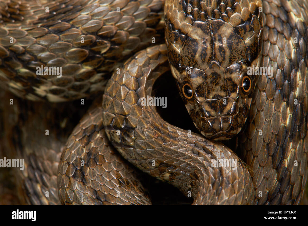 Viperine snake natrix maura france Banque de photographies et d’images ...
