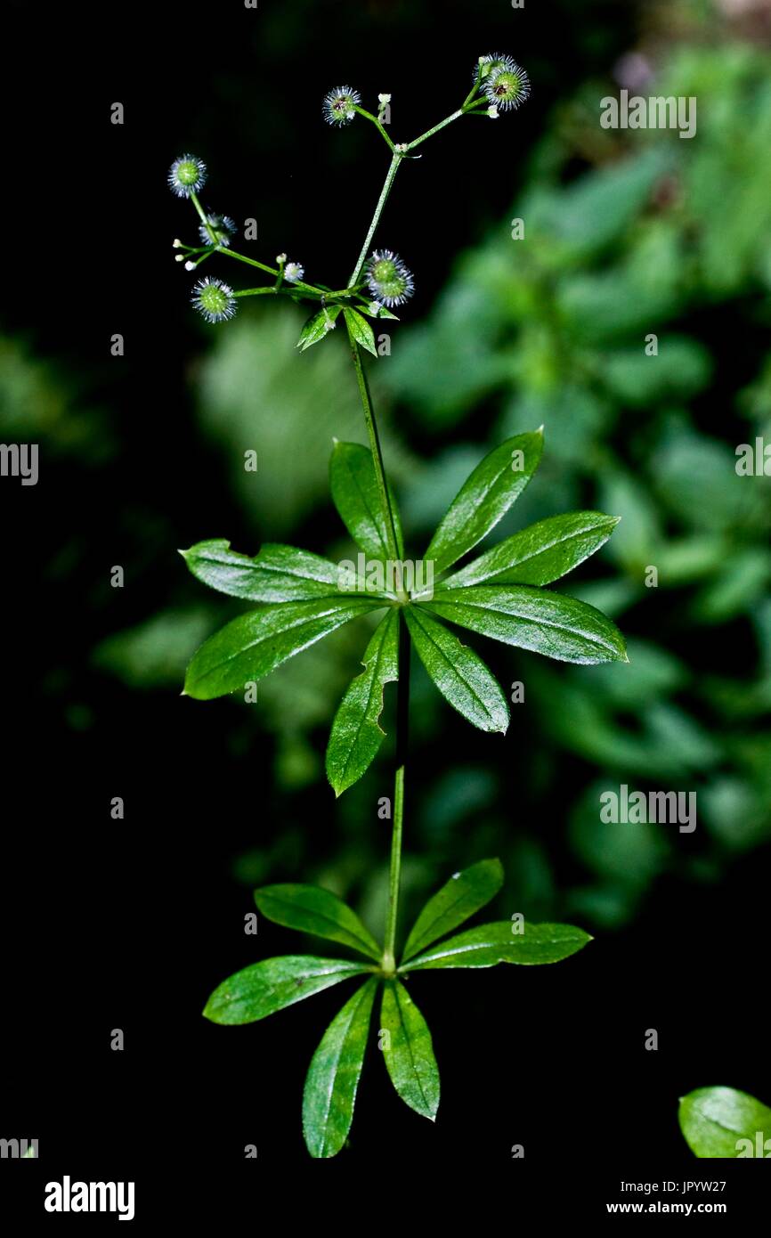 Galium sp Banque de photographies et d’images à haute résolution - Alamy