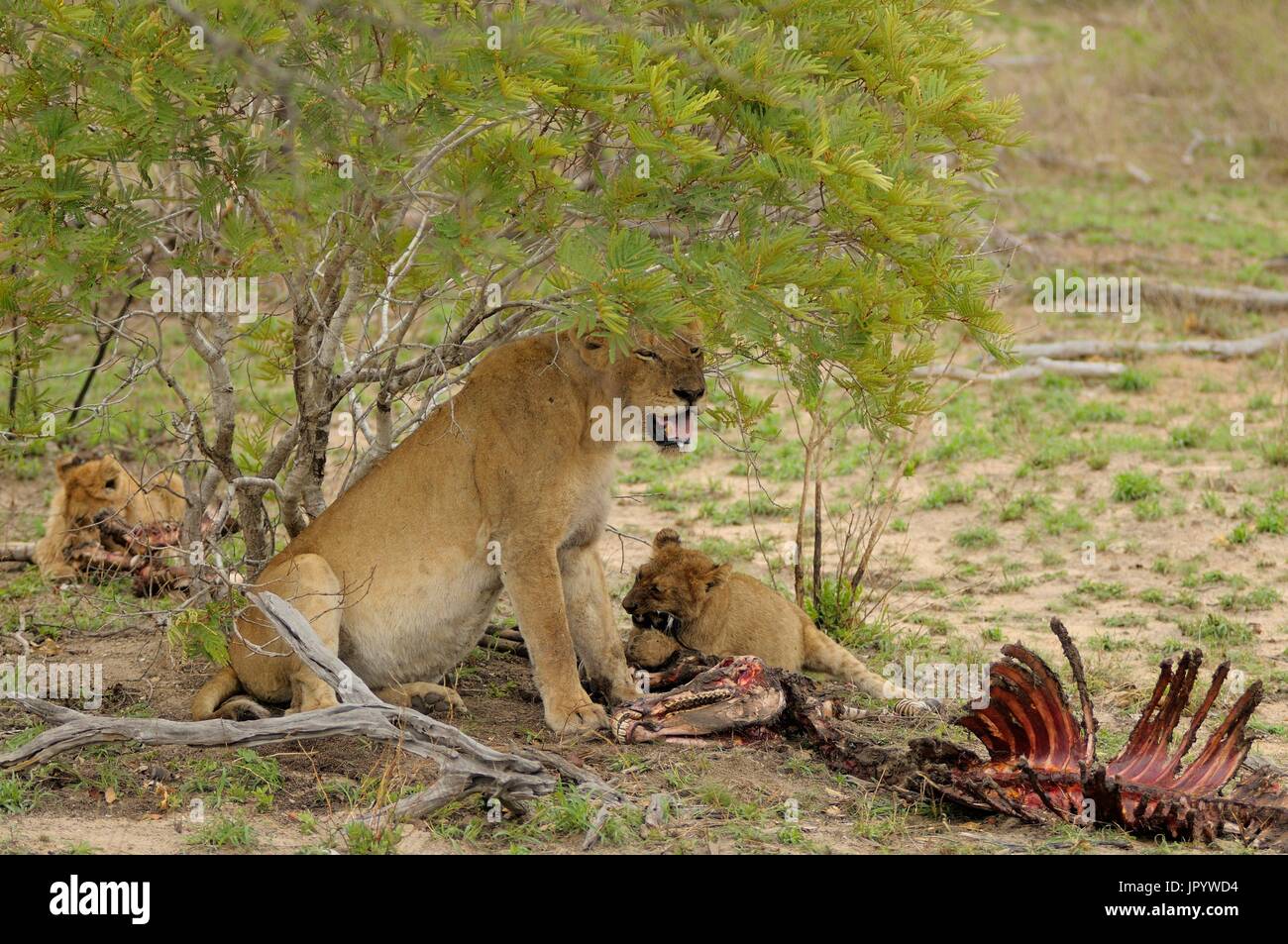 Lion mange Banque de photographies et d’images à haute résolution - Alamy