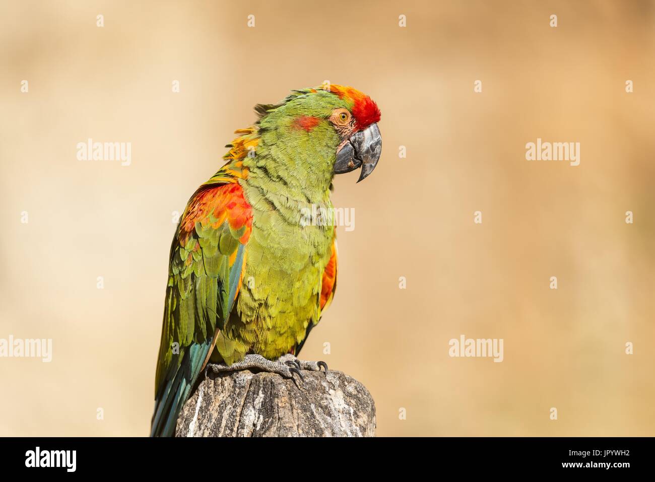 Aras Solitaire Banque d'image et photos - Alamy