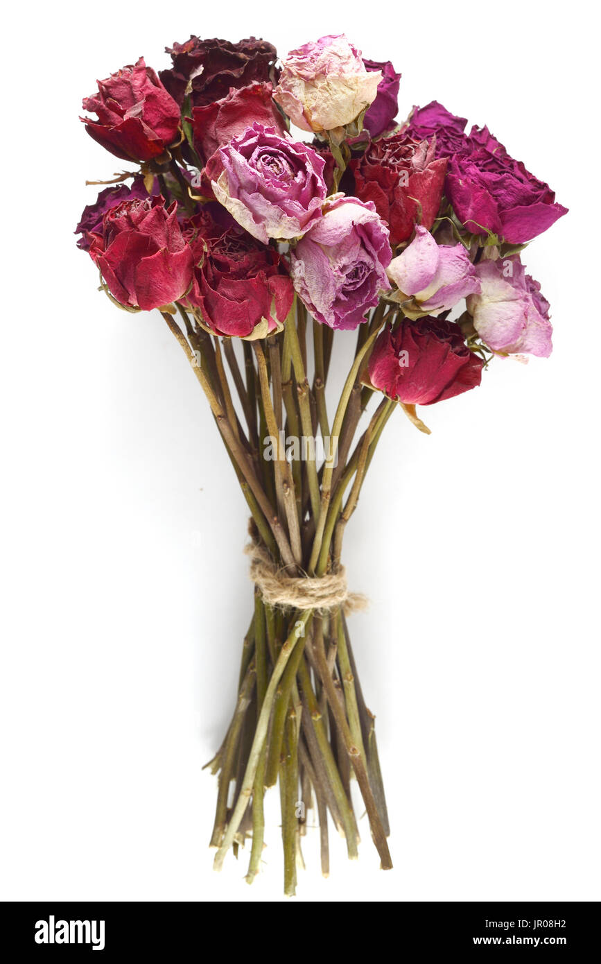 Bouquet de roses séchées sur un fond blanc Photo Stock - Alamy