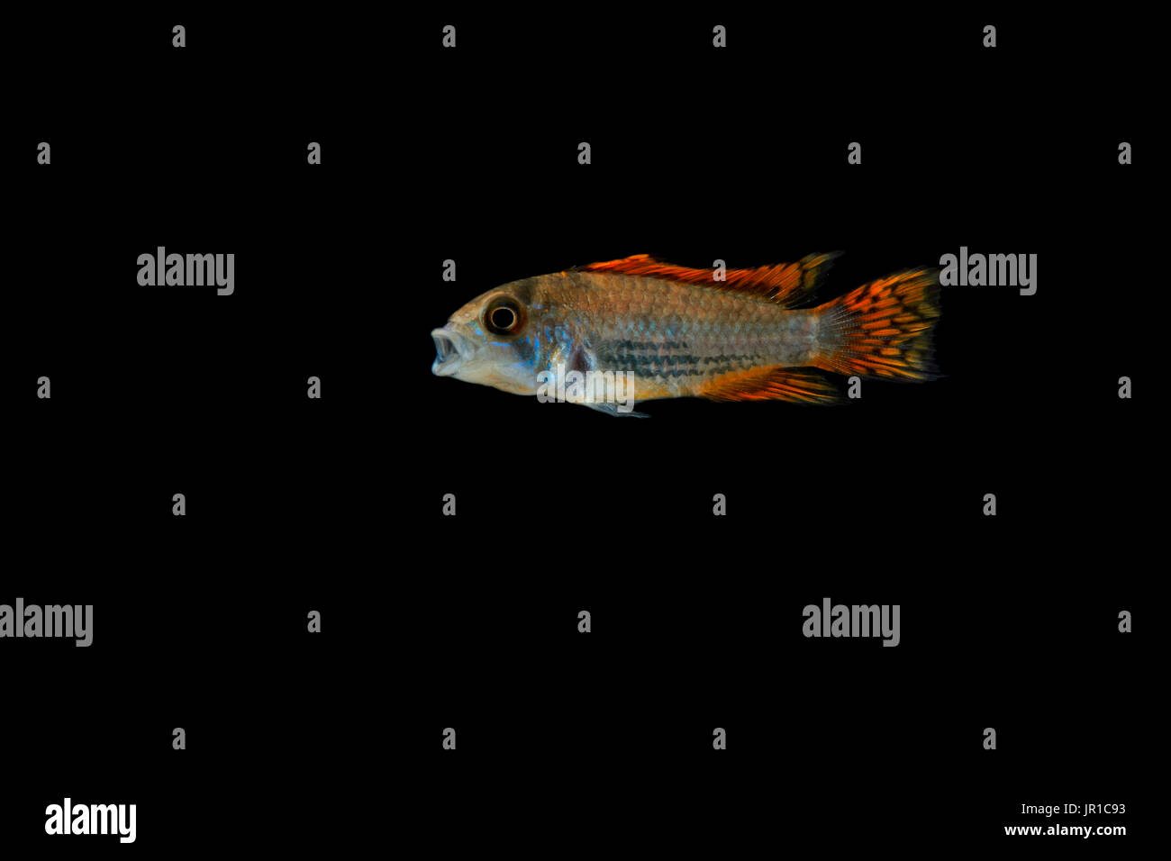 Cacatoès cichlidé nain "double red' (Apistogramma cacatuoides) sur fond ...