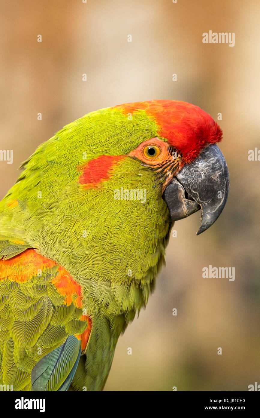 Aras Solitaire Banque d'image et photos - Alamy