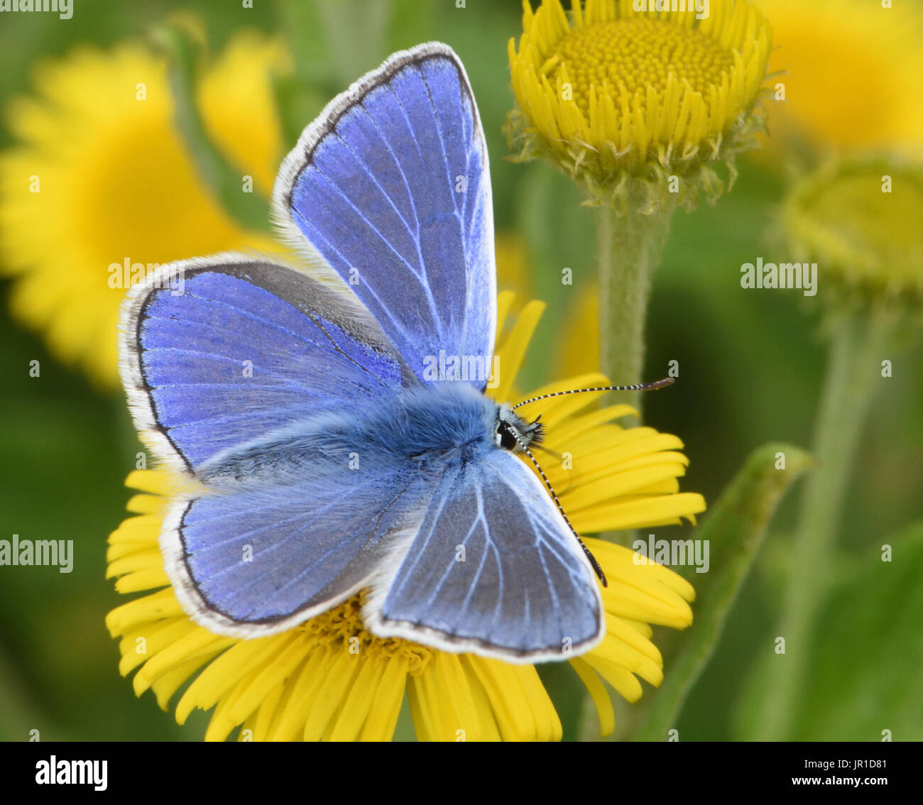 Un homme papillon bleu commun (Polyommatus icarus) nourrir avec des ...