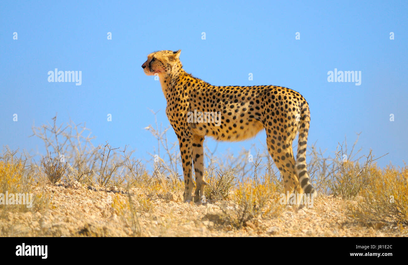 Le Guépard (Acinonyx jubatus) femmes éloigne de ce qui reste de sa ...