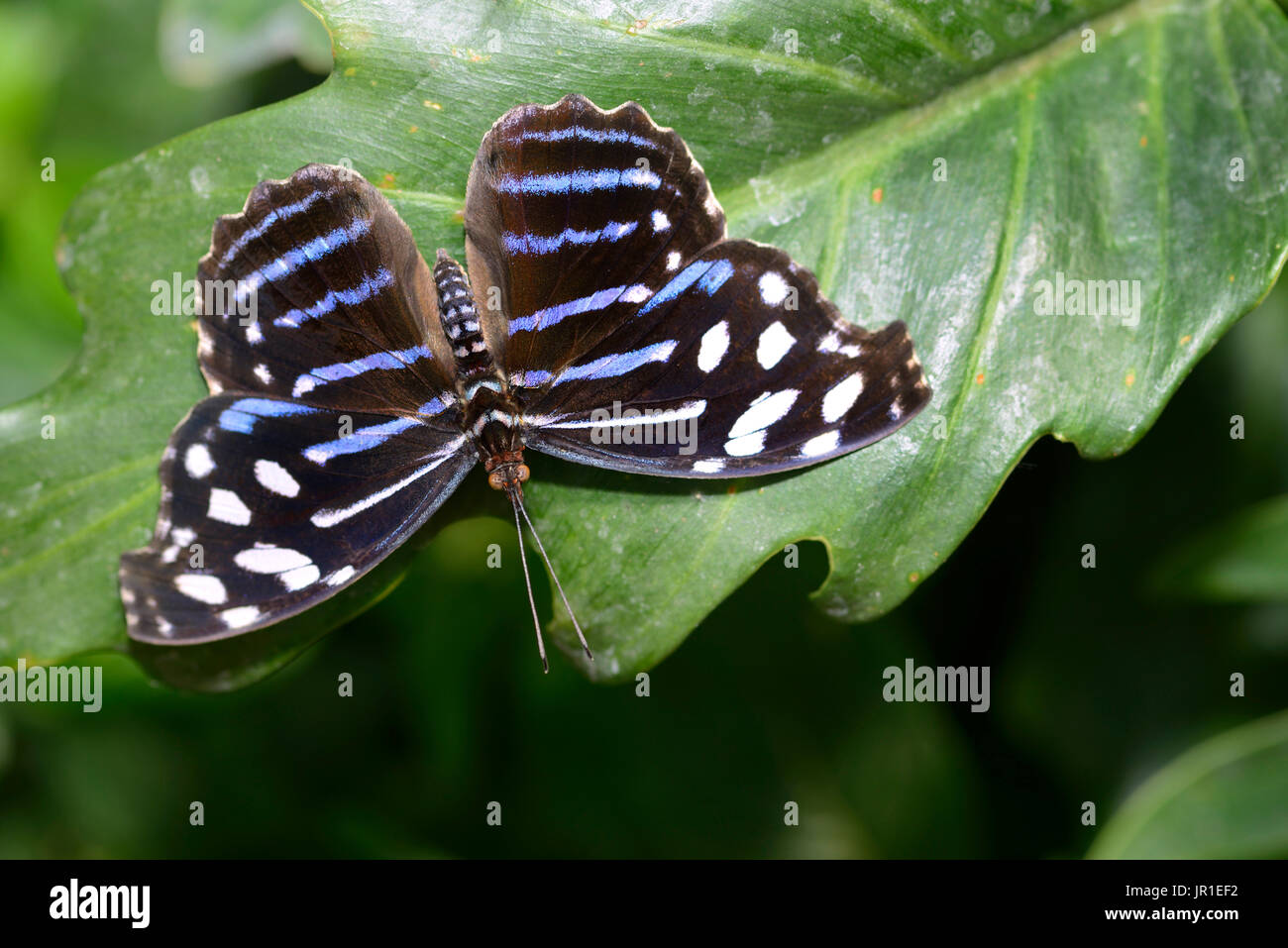 Blue Wave (Ayscelia cyaniris) dans une serre aux papillons, nymphalidae ...