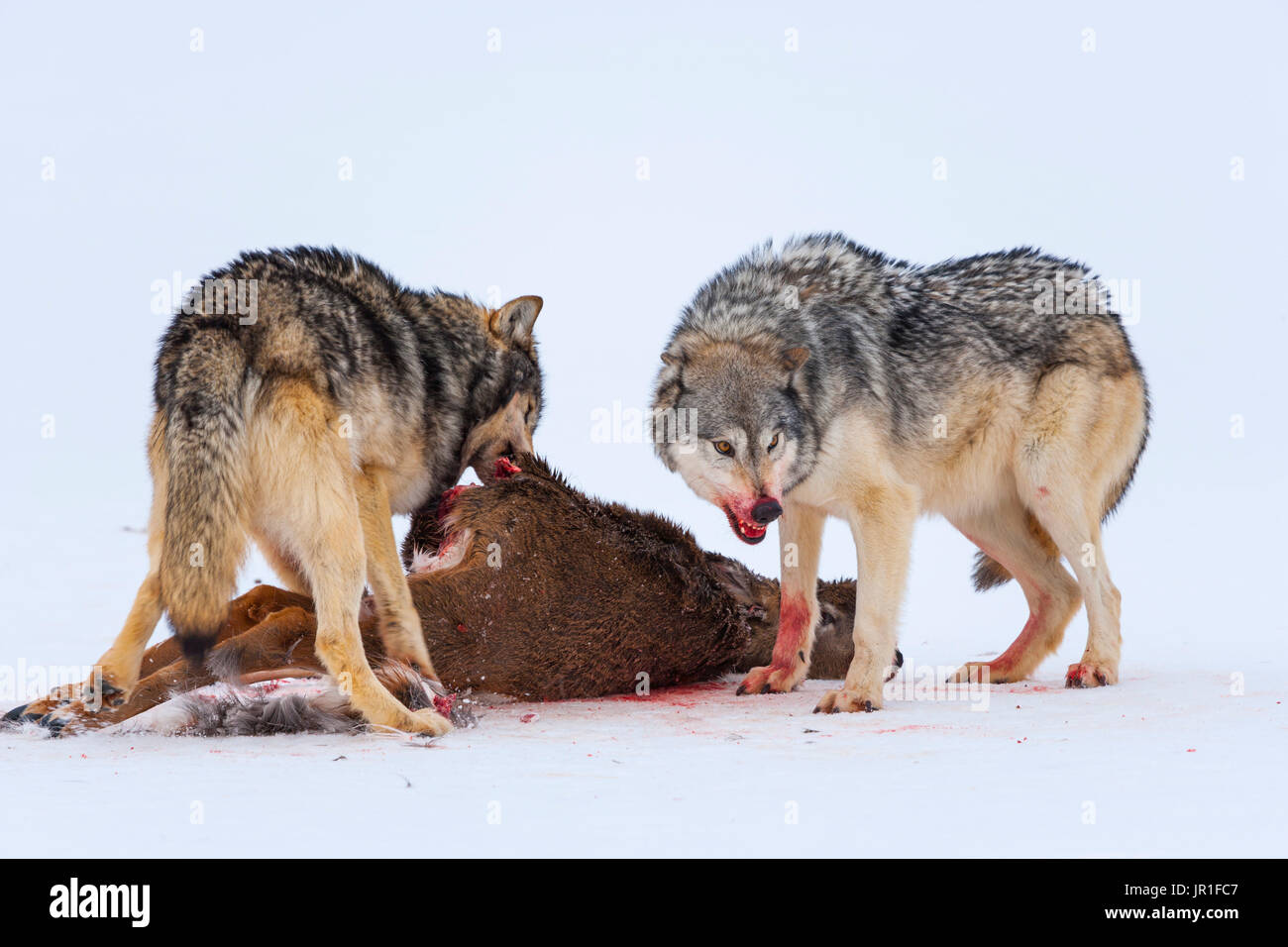 Mangé par les loups Banque de photographies et d’images à haute ...