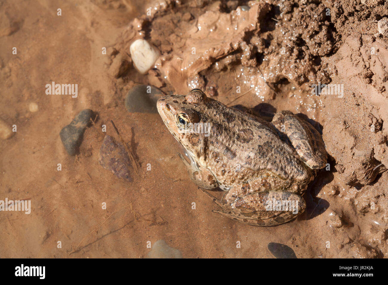 Sahara frog Banque de photographies et d’images à haute résolution - Alamy