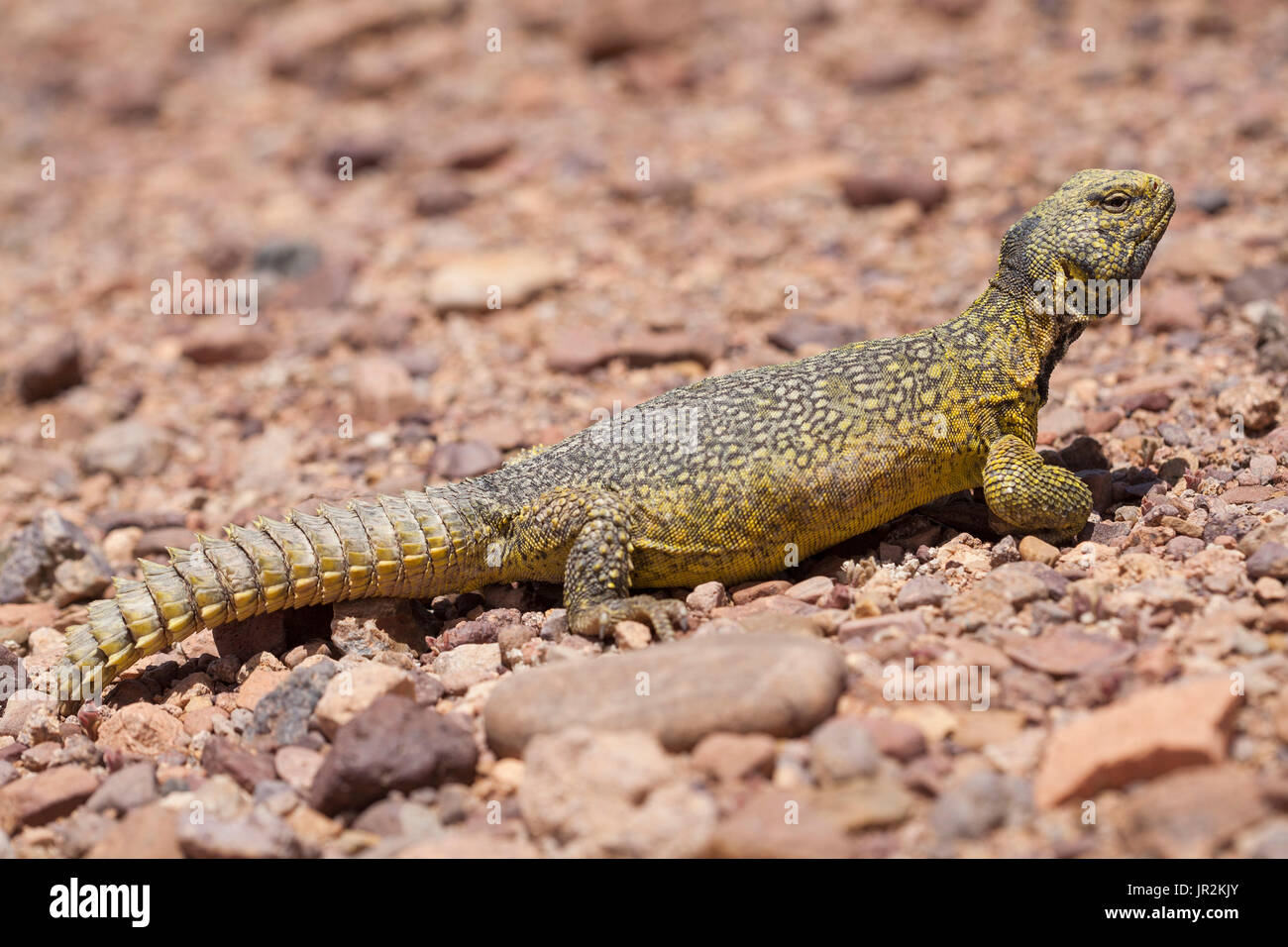 Lézard africain à queue épineuse Banque de photographies et d’images à ...