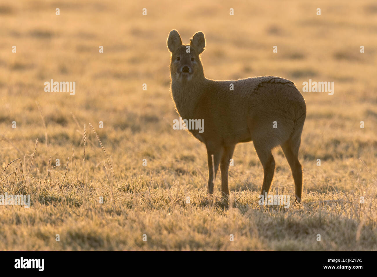 Cerfs d'eau chinois (Hydropotes inermis) deer marche dans une prairie ...