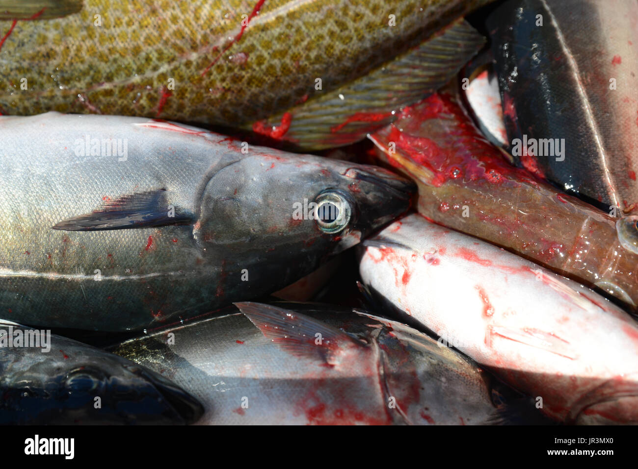 Sortes de poissons Banque de photographies et d’images à haute ...