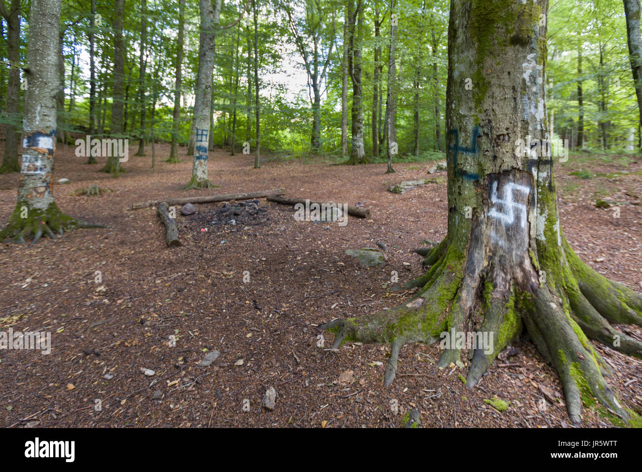 Croix gammée nazie graffiti sur plusieurs arbres à côté du feu de forêt ...