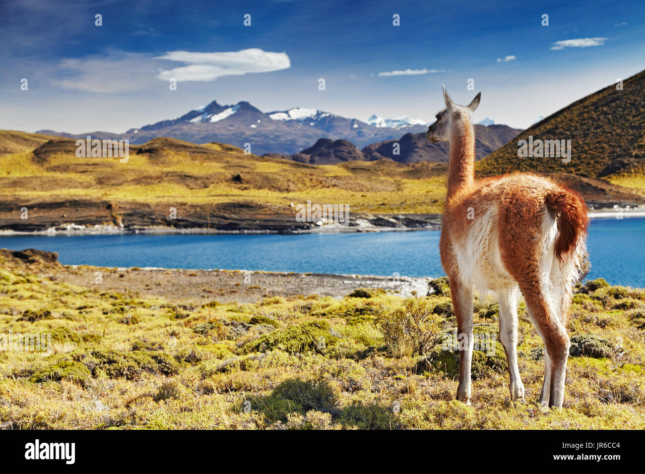 Lama Guanaco Banque d'image et photos - Alamy