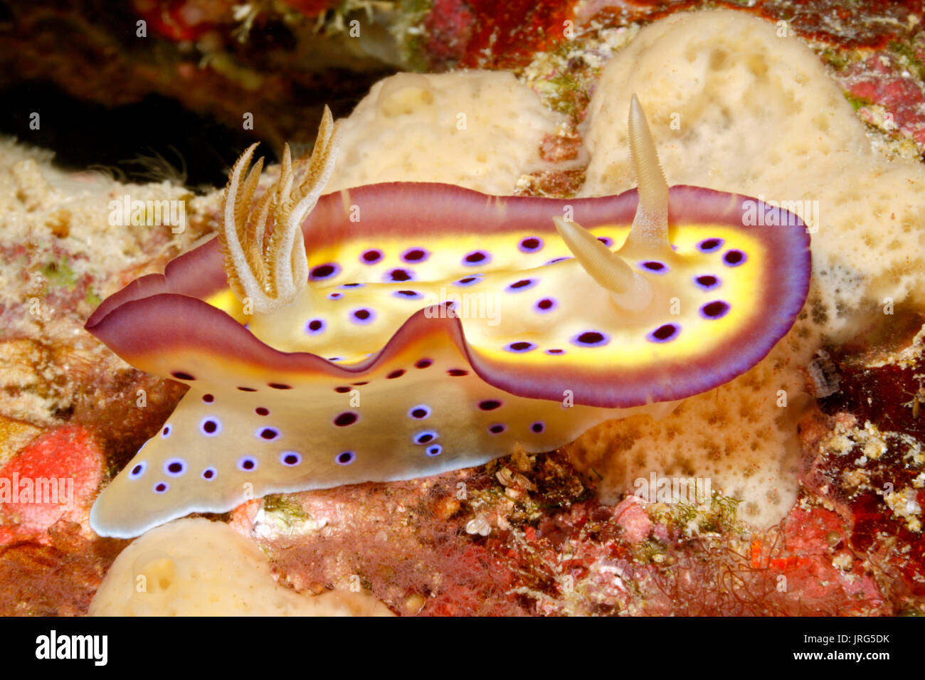 Limace de mer Banque de photographies et d’images à haute résolution ...
